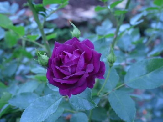 The Midnight Blue Rose - Minneopa Orchards