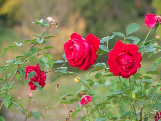 The Mister Lincoln Rose - Minneopa Orchards