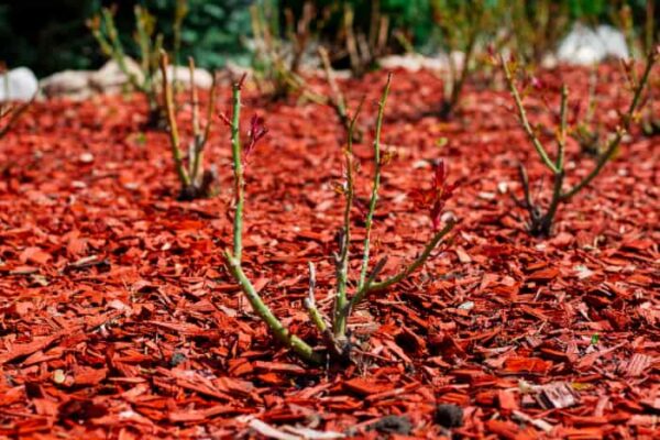 The Queen Elizabeth Rose - Minneopa Orchards
