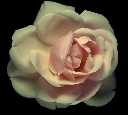 The New Dawn Rose - Minneopa Orchards