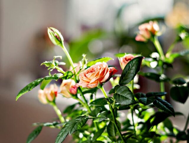How to Grow and Care for Miniature Roses - Minneopa Orchards