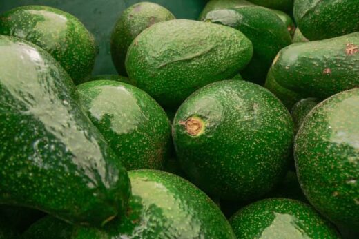 The Fuerte Avocado - Minneopa Orchards
