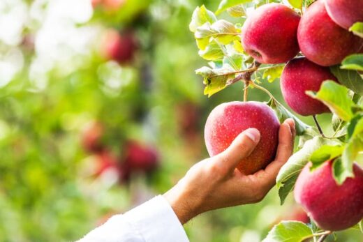 The Winesap Apple - Minneopa Orchards