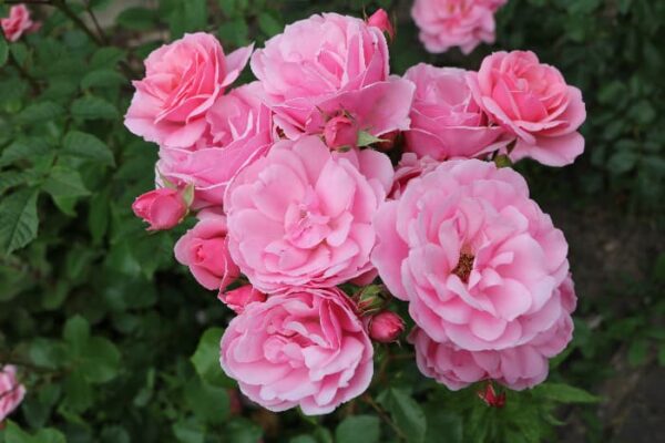 The Queen Elizabeth Rose - Minneopa Orchards