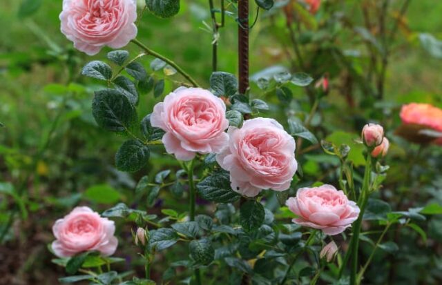 The Queen of Sweden Rose - Minneopa Orchards