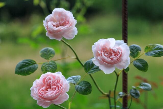 The Queen of Sweden Rose - Minneopa Orchards