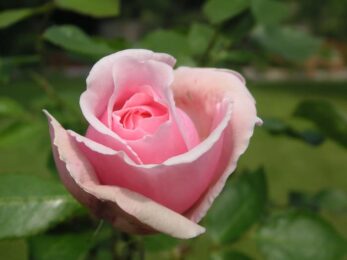 The Tiffany Rose - Minneopa Orchards