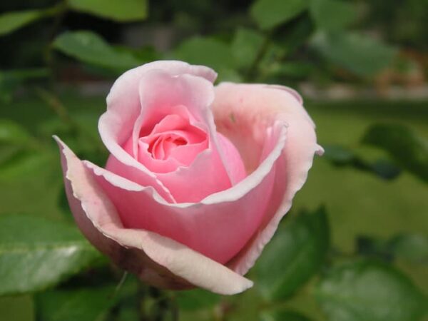 The Tiffany Rose - Minneopa Orchards