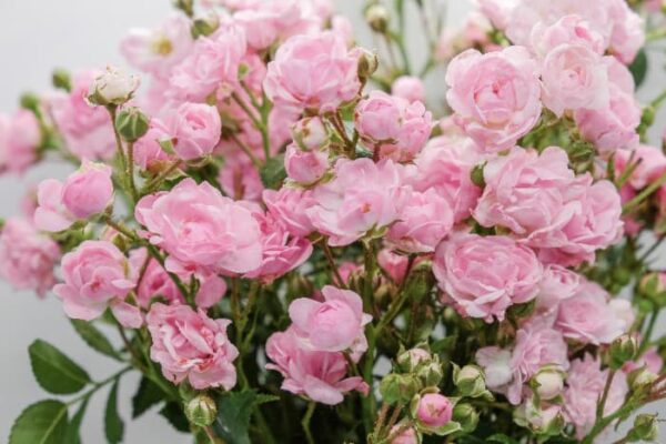 How to Grow and Care for Miniature Roses - Minneopa Orchards