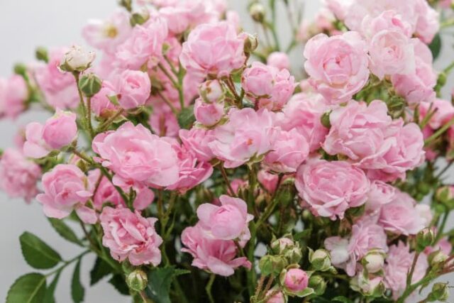 How to Grow and Care for Miniature Roses - Minneopa Orchards