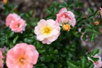 How to Grow and Care for Miniature Roses - Minneopa Orchards