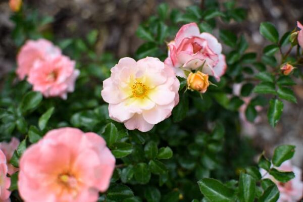 How to Grow and Care for Miniature Roses - Minneopa Orchards