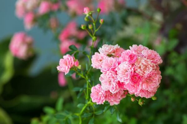 How to Grow and Care for Miniature Roses - Minneopa Orchards