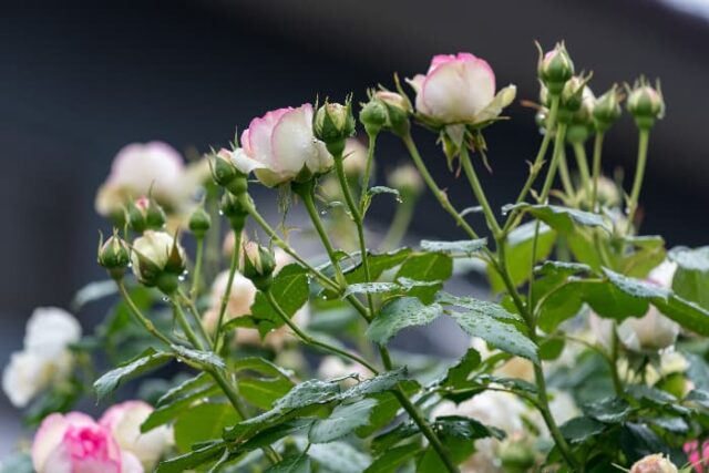 How to Grow and Care for Miniature Roses - Minneopa Orchards