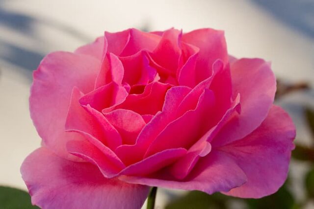 The Queen Elizabeth Rose - Minneopa Orchards