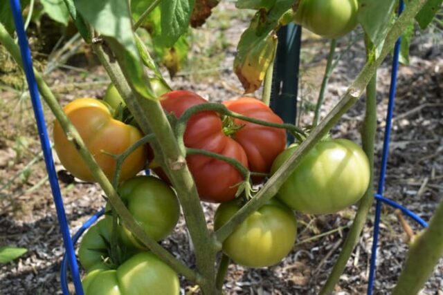 The Ferris Wheel Tomato - Minneopa Orchards