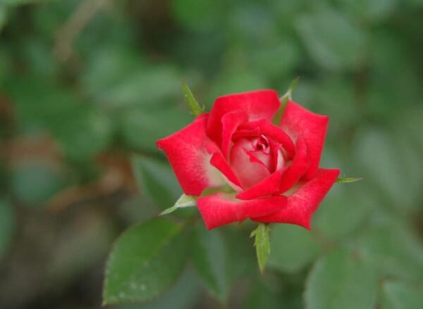 How to Grow and Care for Miniature Roses - Minneopa Orchards