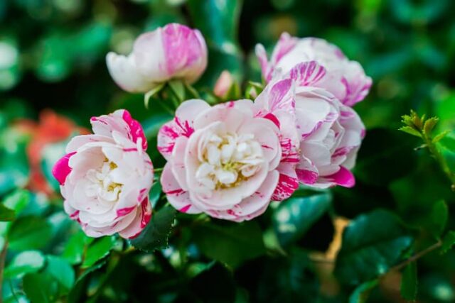 How to Grow and Care for Miniature Roses - Minneopa Orchards