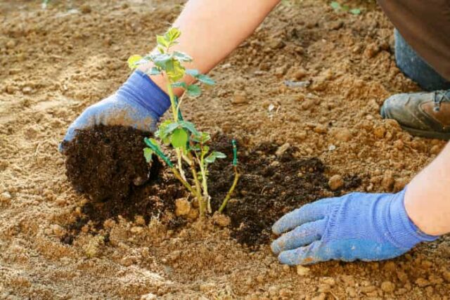 The Purple Tiger Rose - Minneopa Orchards