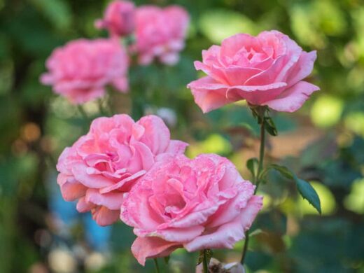 The Queen Elizabeth Rose - Minneopa Orchards