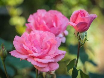 The Queen Elizabeth Rose - Minneopa Orchards