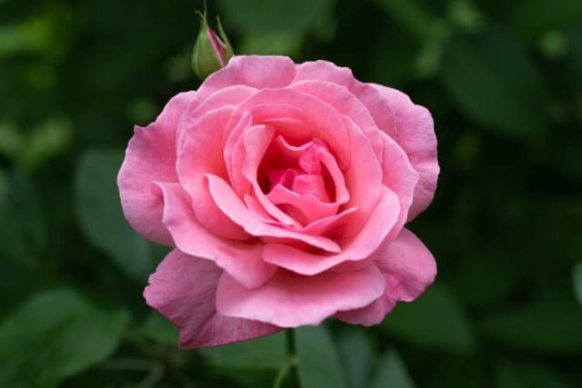 The Queen Elizabeth Rose - Minneopa Orchards