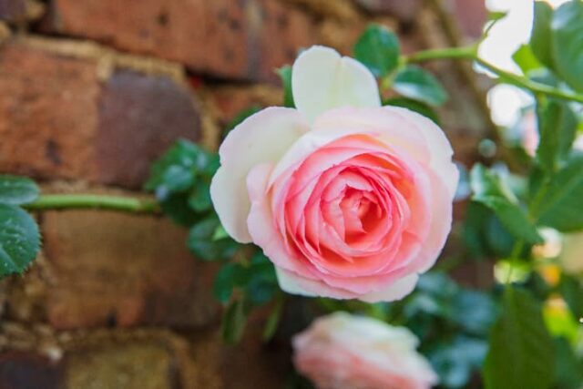 The Queen of Sweden Rose - Minneopa Orchards