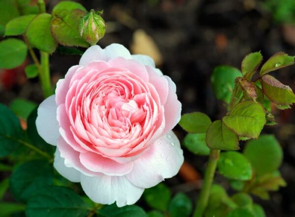 The Queen of Sweden Rose - Minneopa Orchards