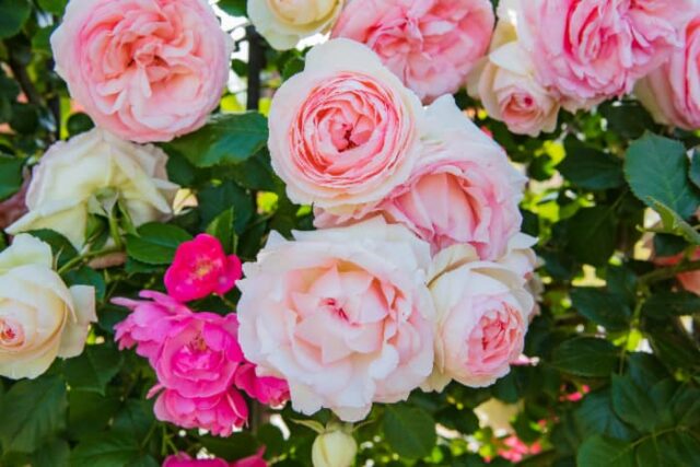 The Queen of Sweden Rose - Minneopa Orchards