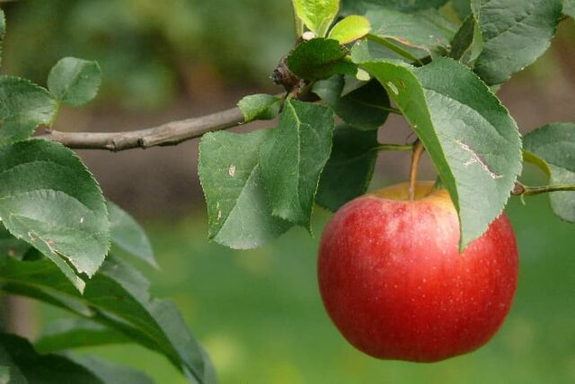 The Winesap Apple - Minneopa Orchards