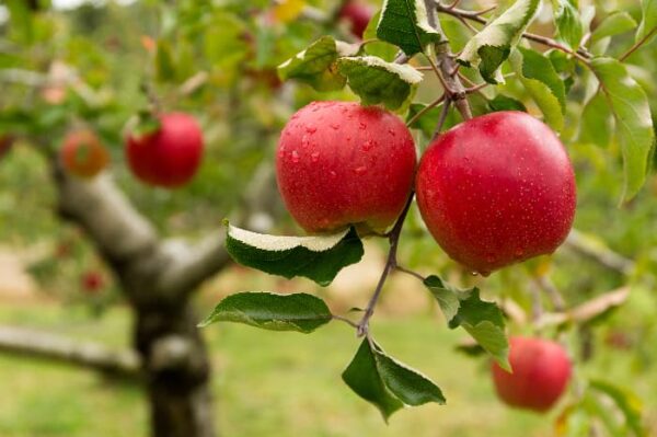 The Winesap Apple - Minneopa Orchards