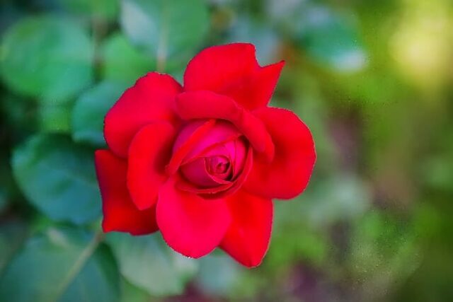 The Don Juan Rose - Minneopa Orchards