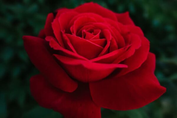 The Mister Lincoln Rose - Minneopa Orchards
