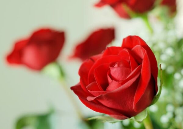 The Long Stem Rose Bush - Minneopa Orchards