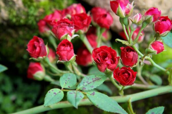 How to Grow and Care for Miniature Roses - Minneopa Orchards