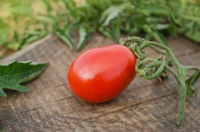 The Japanese Black Trifele Tomato - Minneopa Orchards