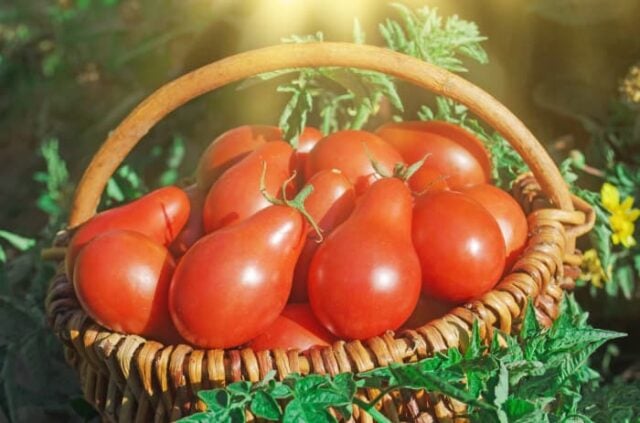 The Japanese Black Trifele Tomato - Minneopa Orchards
