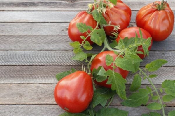 The Japanese Black Trifele Tomato - Minneopa Orchards