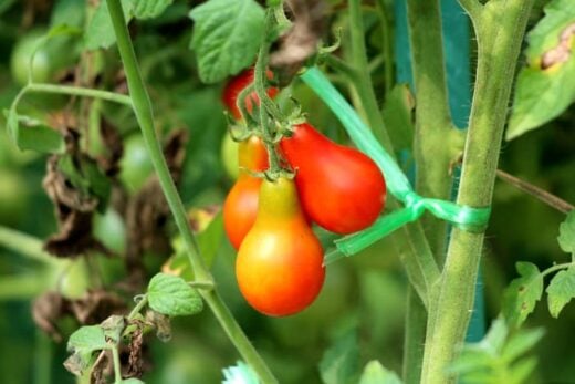 The Japanese Black Trifele Tomato - Minneopa Orchards
