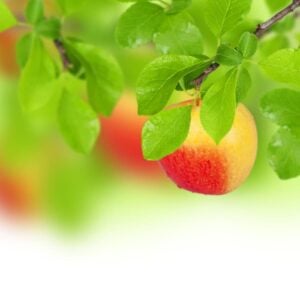 The Longfield Apple - Minneopa Orchards