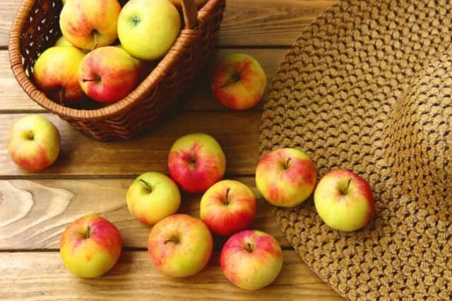 The Longfield Apple - Minneopa Orchards