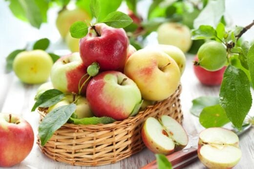 The Longfield Apple - Minneopa Orchards