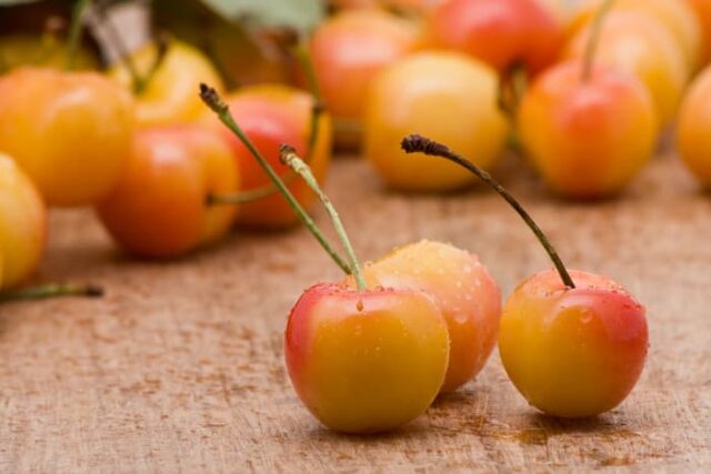 The Corum Cherry Tree - Minneopa Orchards