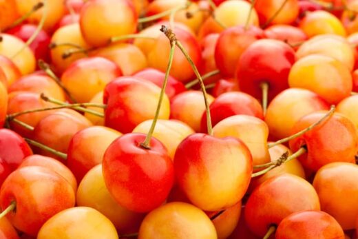 The Corum Cherry Tree - Minneopa Orchards