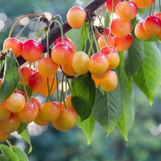 Cherry Varieties - Minneopa Orchards