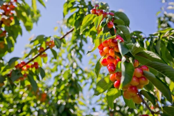 The Corum Cherry Tree - Minneopa Orchards