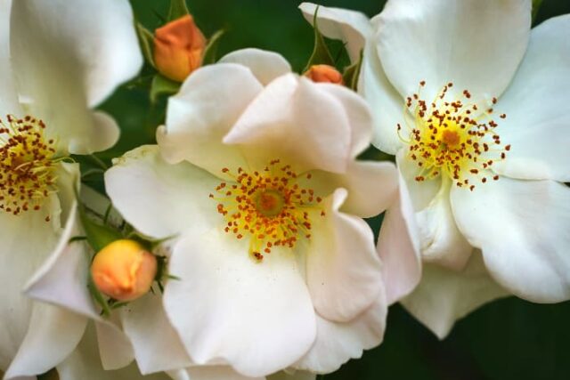 Shrub Roses - Minneopa Orchards