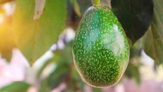 The Choquette Avocado - Minneopa Orchards