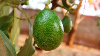 The Choquette Avocado - Minneopa Orchards