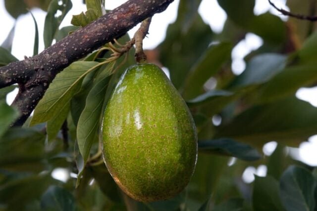 The Reed Avocado - Minneopa Orchards